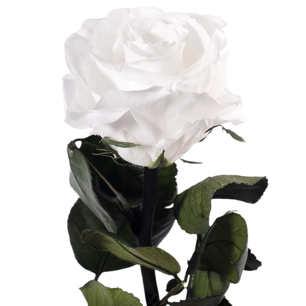 Rose Amorosa stabilisée Mini Blanc acheter dans la boutique en ligne ...